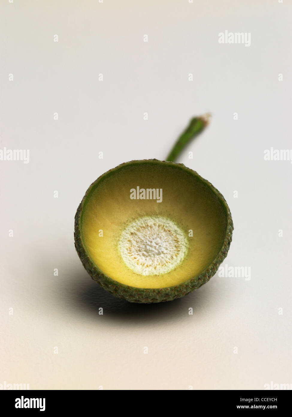 An acorn cup, close-up Stock Photo - Alamy