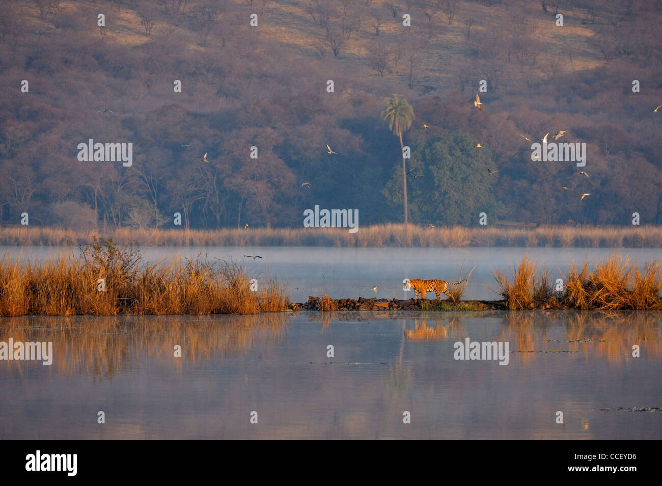 Tiger swimming across the Rajbagh lake in Ranthambhore national park ...
