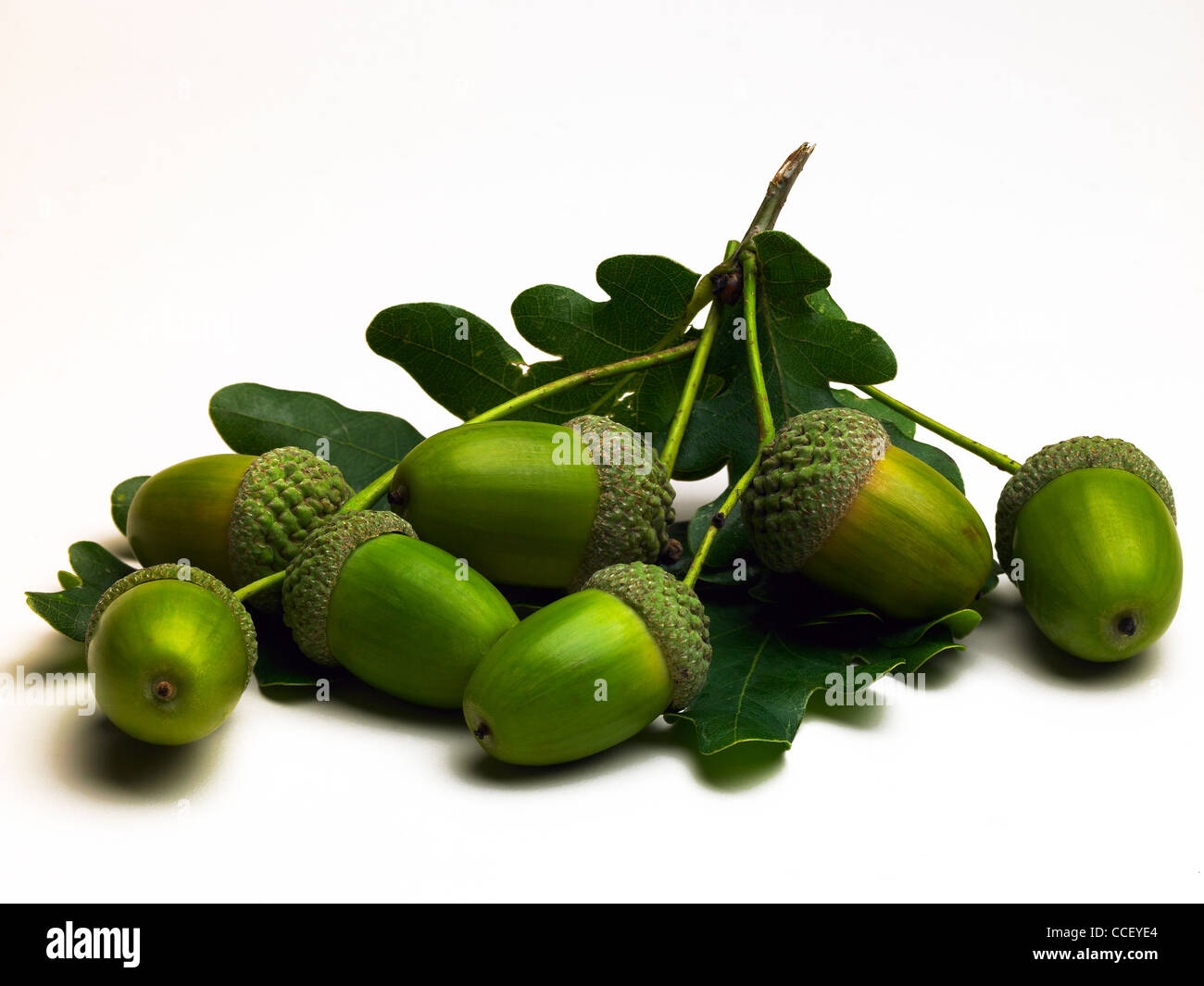 Acorn with oak tree hi-res stock photography and images - Alamy
