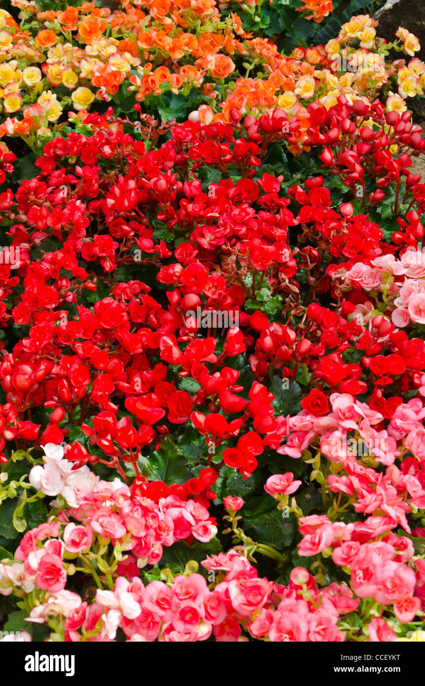 Hundreds of bright red, pink, orange, and yellow flowers in garden ...