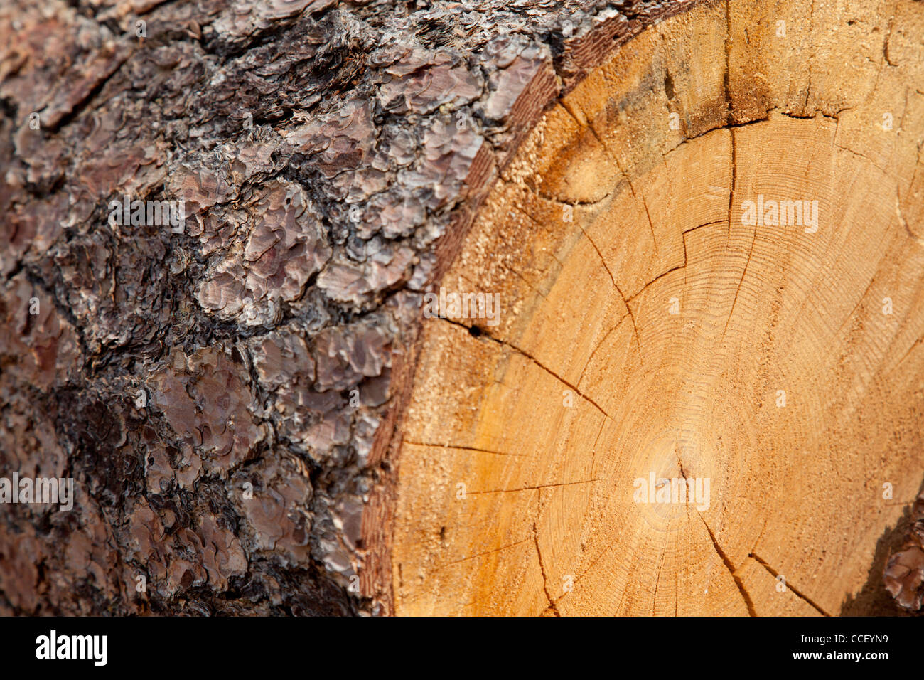 Close-up of chopped tree stump Stock Photo - Alamy