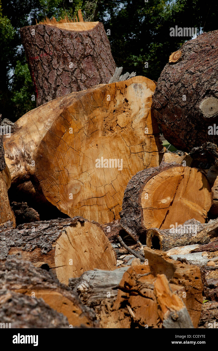 Logs weathering hi-res stock photography and images - Alamy