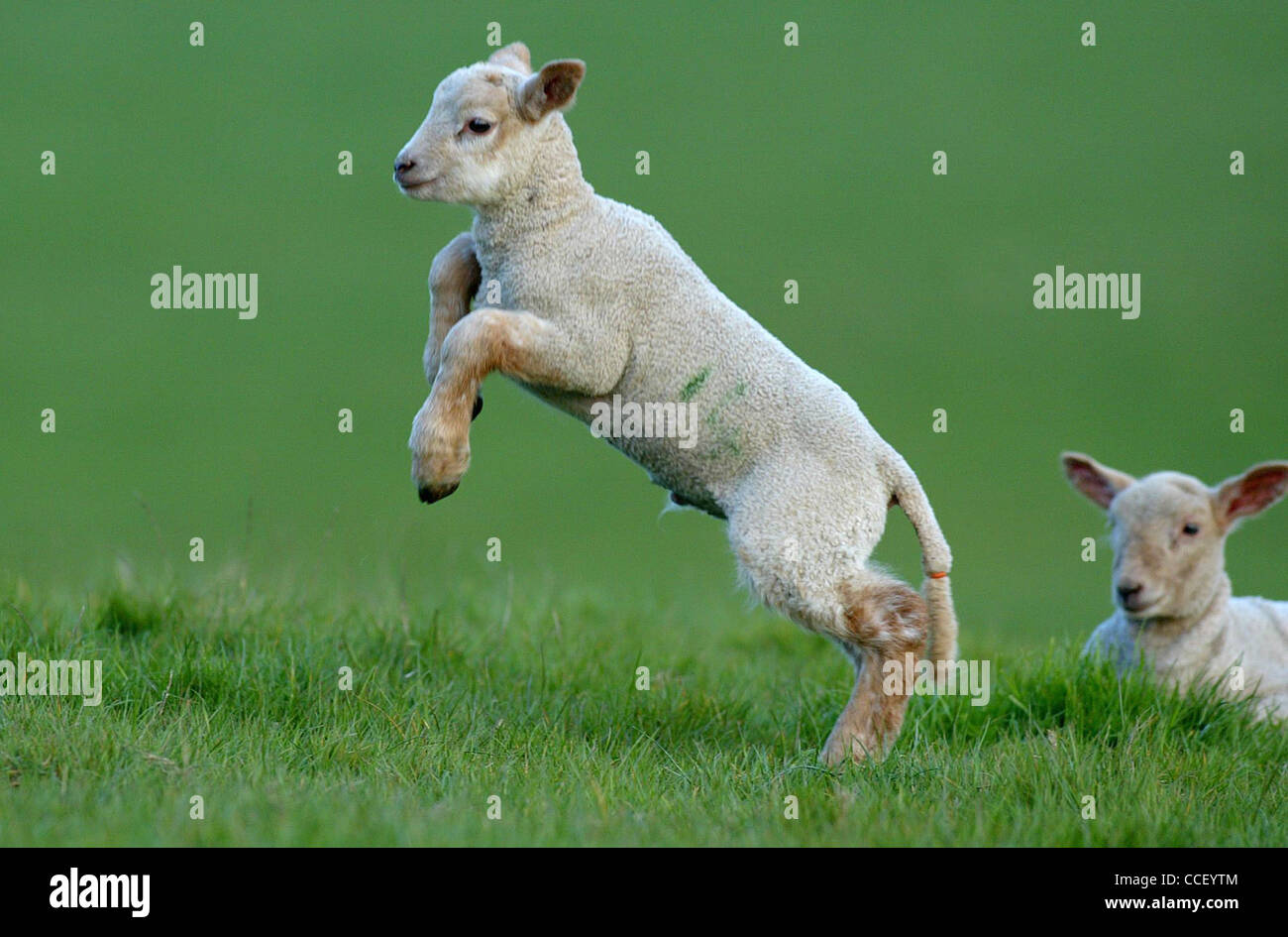 A newly born spring lamb skips around a green field Stock Photo - Alamy