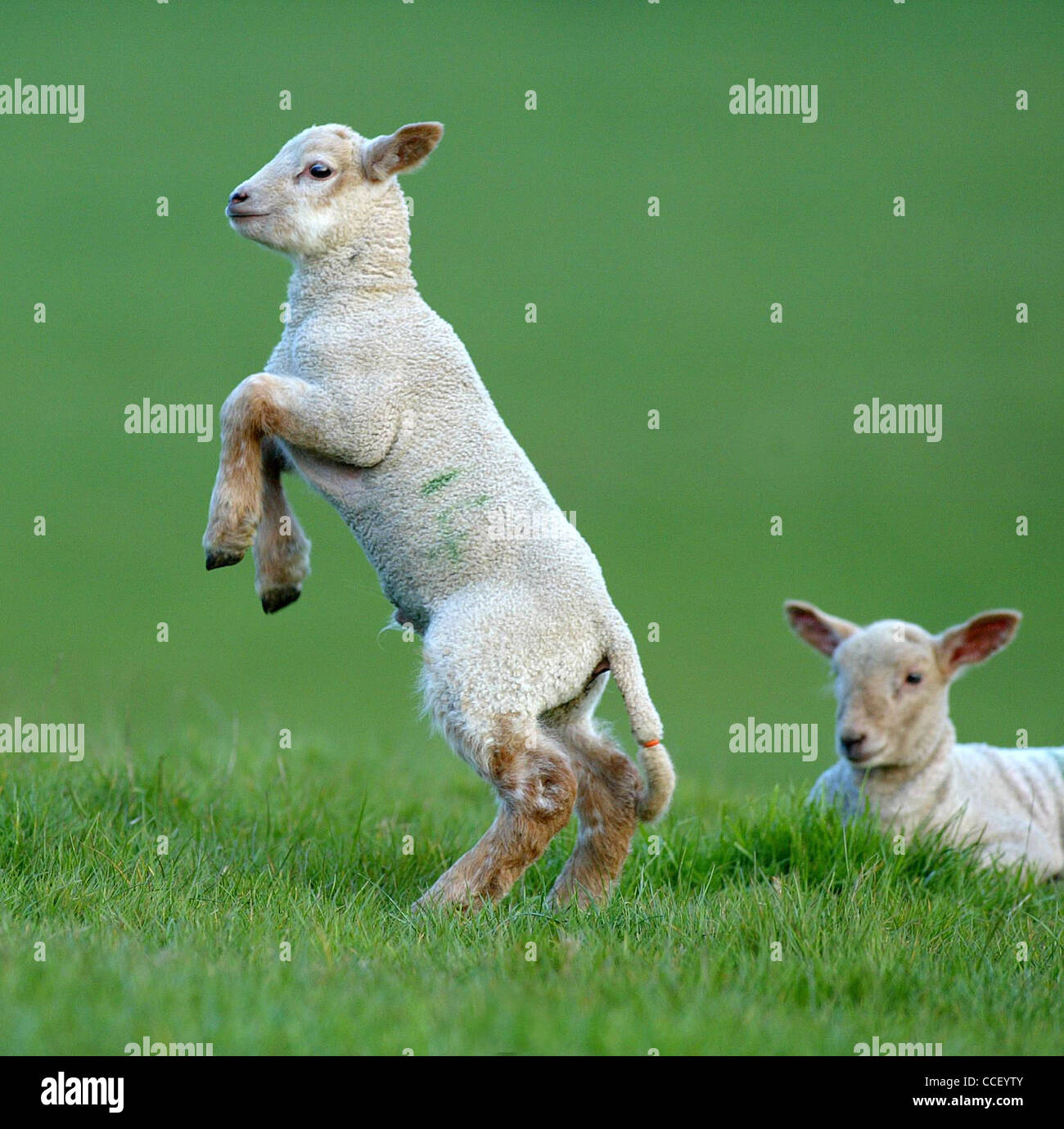 A newly born spring lamb skips around a green field Stock Photo - Alamy