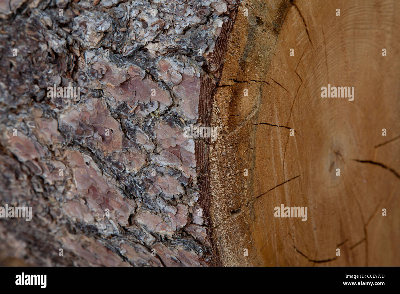 Extreme close-up view of tree bark Stock Photo - Alamy