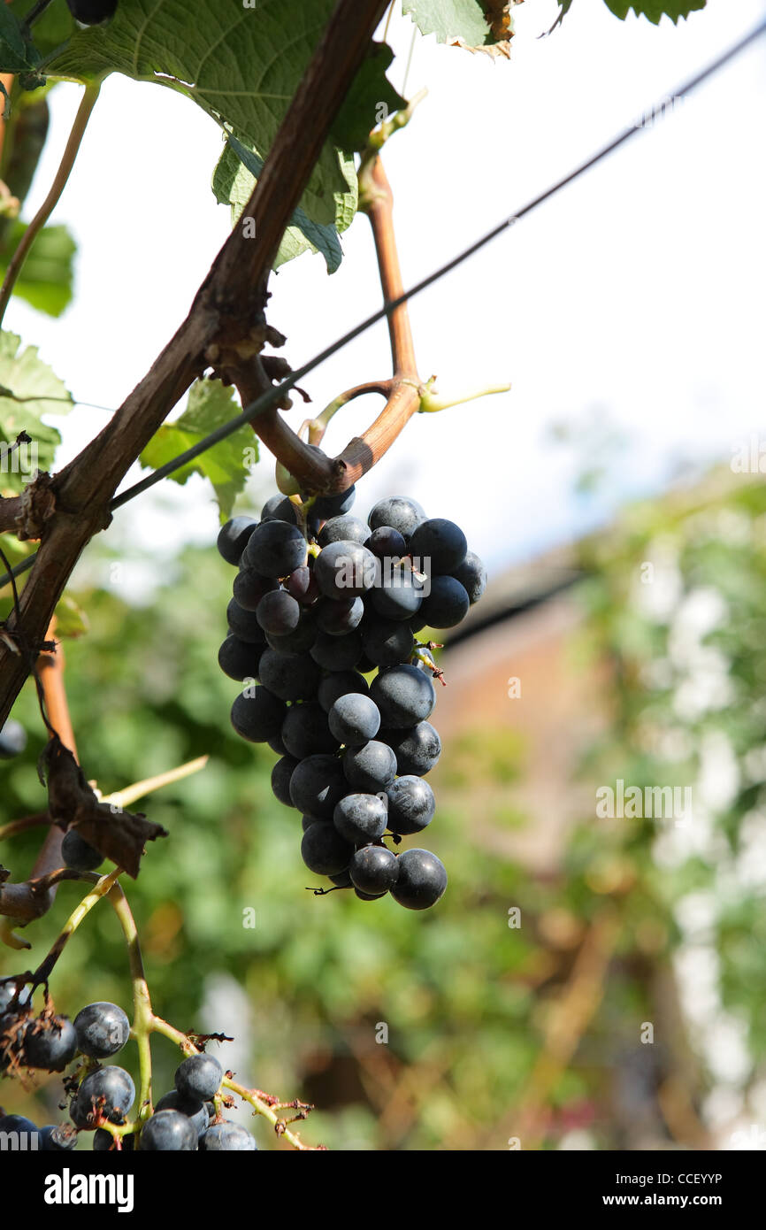 Grapevines in vineyard Stock Photo - Alamy