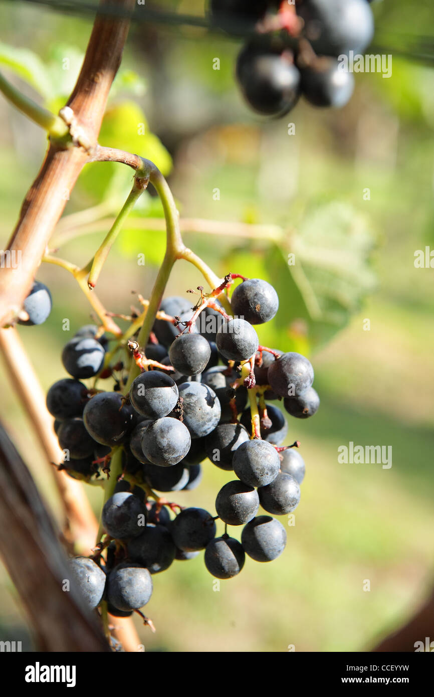Grapevines in vineyard Stock Photo - Alamy