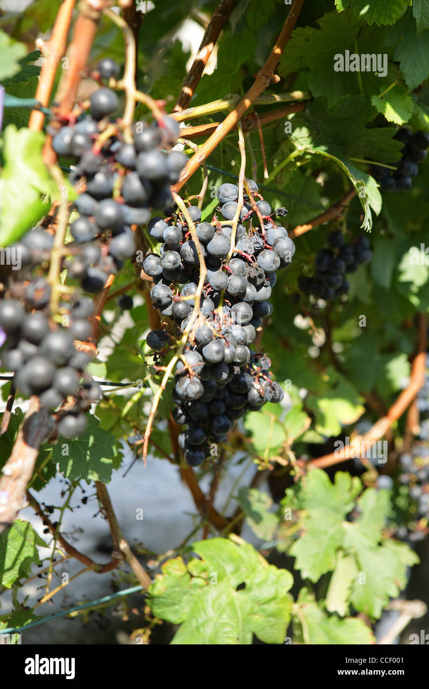 Grapevines in vineyard Stock Photo - Alamy