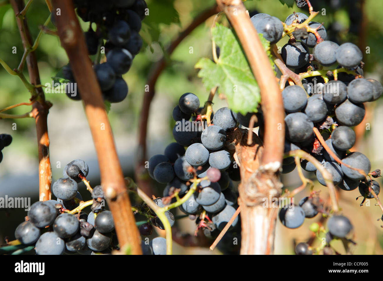 Grapevines in vineyard Stock Photo - Alamy
