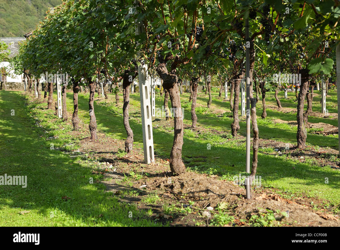 Grapevines in vineyard Stock Photo - Alamy