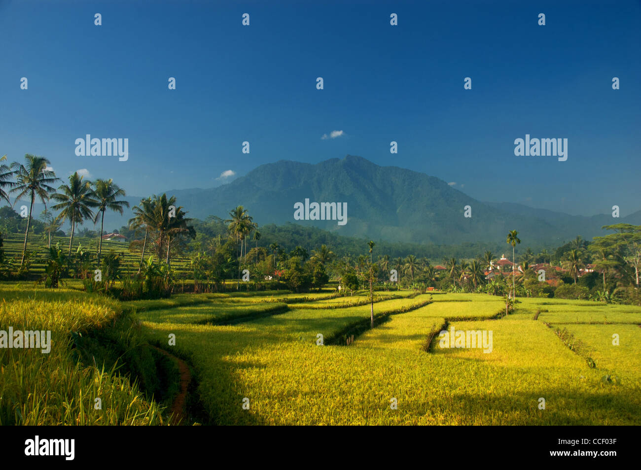 Paddy field at Subang, Indonesia with mount Canggah as background Stock ...