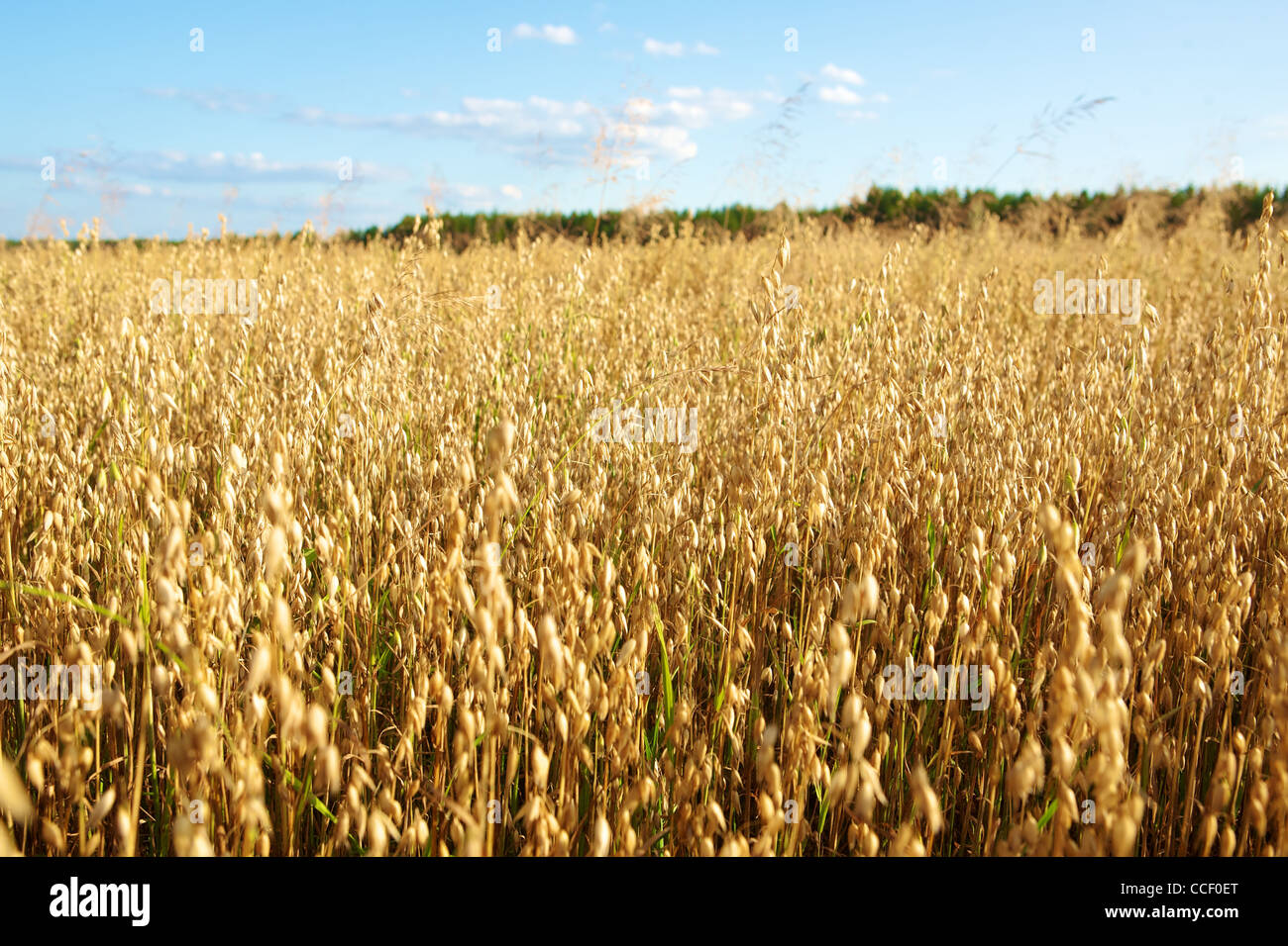 Golden oats field in the autumn season Stock Photo - Alamy