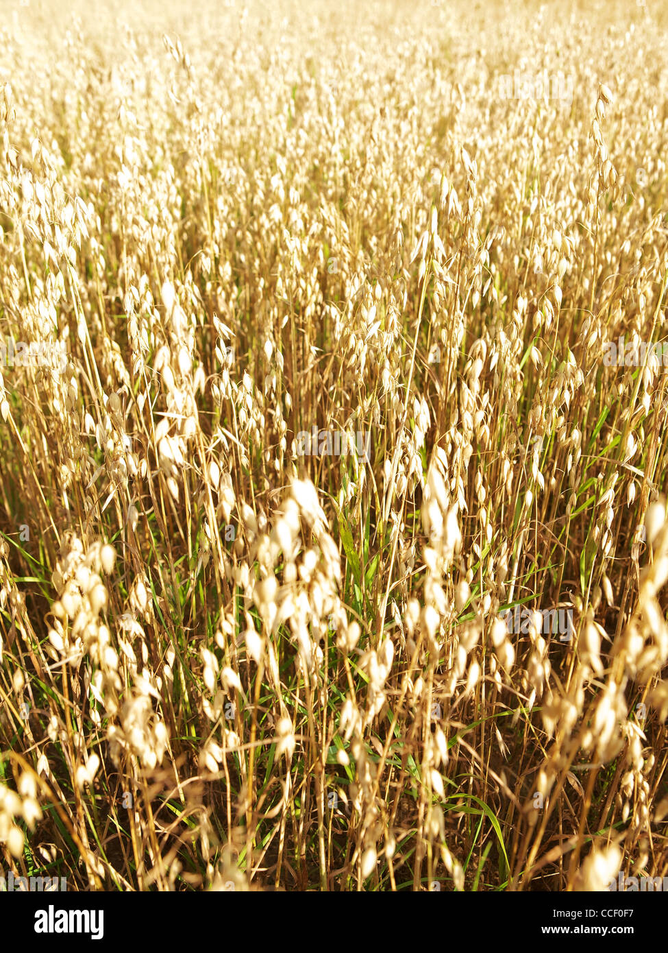 Oats field hi-res stock photography and images - Alamy