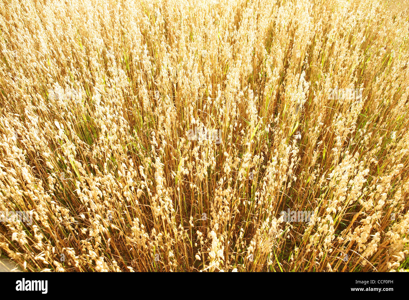 Golden oats field in the autumn season Stock Photo - Alamy