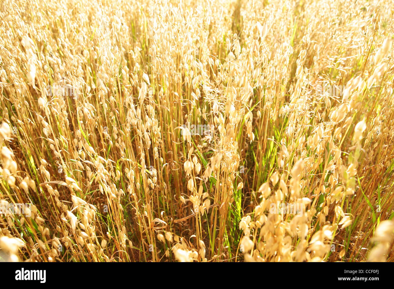 Golden oats field in the autumn season Stock Photo - Alamy