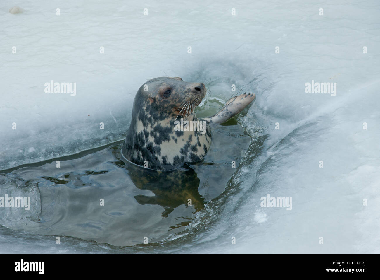 A seal pops his head out of an ice hole in a frozen lake. Taken at ...