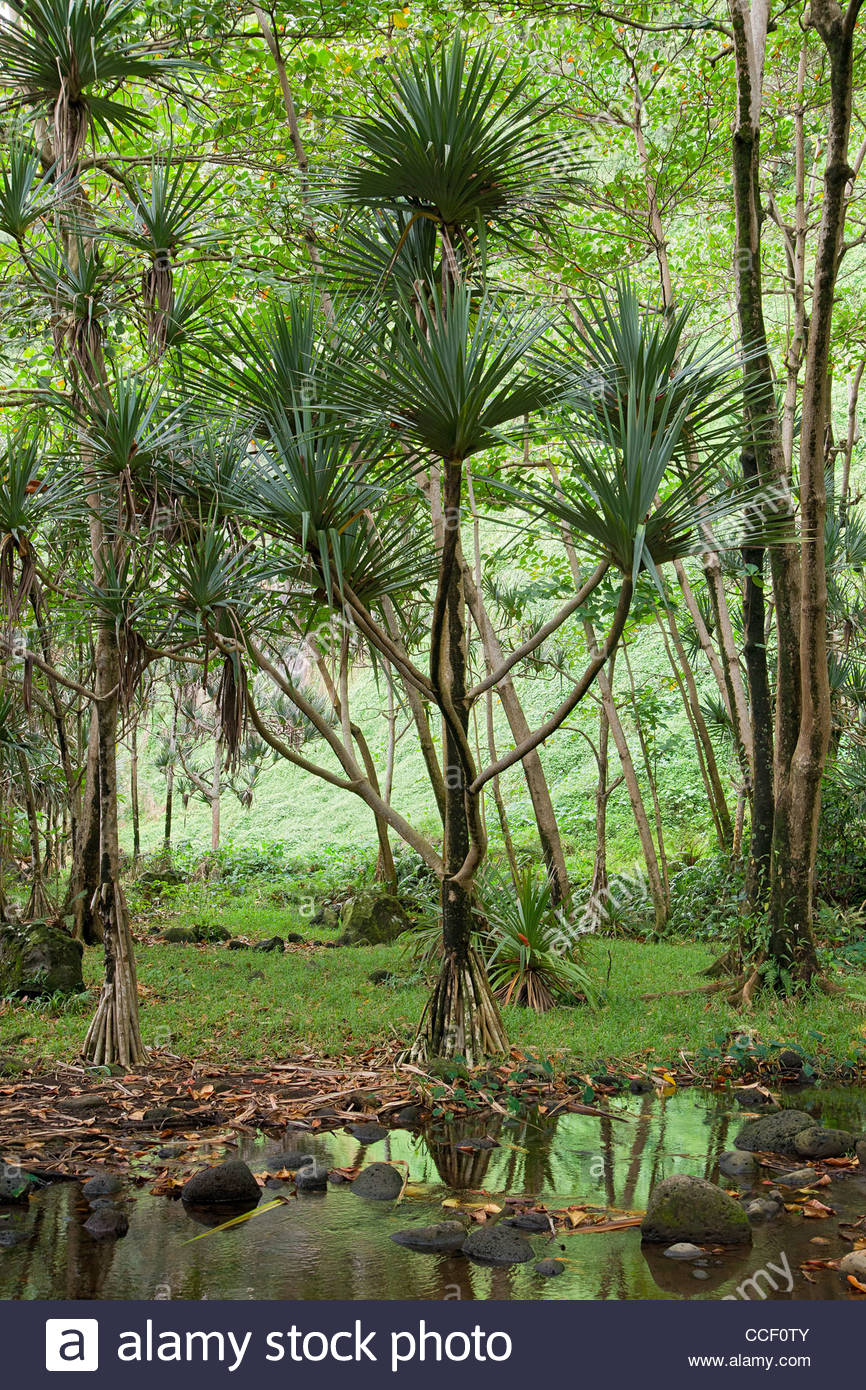 Pandanus Screwpine High Resolution Stock Photography and Images - Alamy