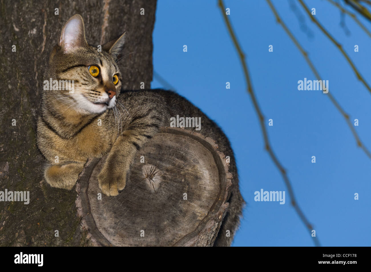 Cat sitting on a tree Stock Photo - Alamy