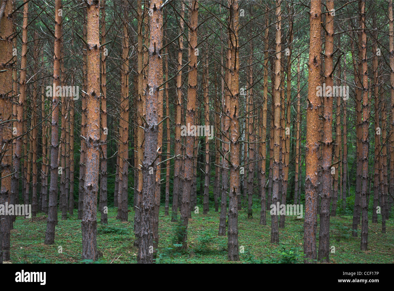 Deal pine hi-res stock photography and images - Alamy