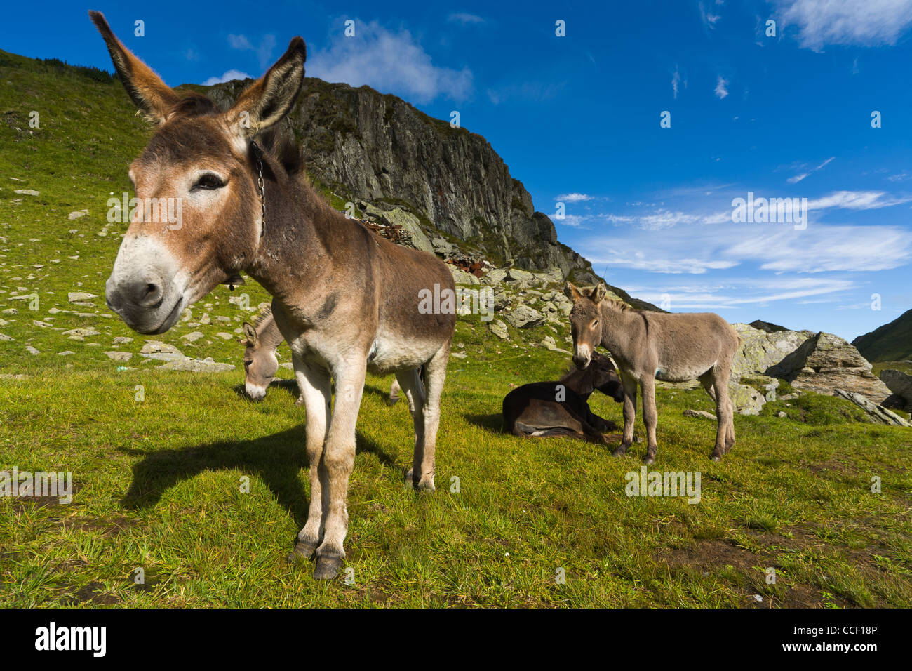 Donkeys in the sun on a alpine pasture Stock Photo - Alamy