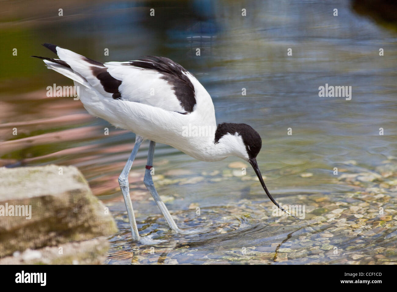 Avocets hi-res stock photography and images - Alamy