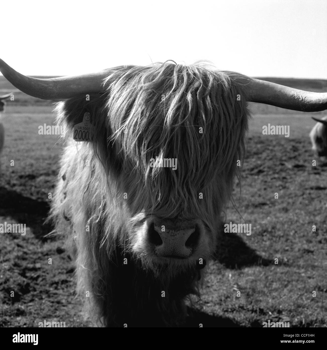 Highland cow Black and White Stock Photos & Images - Alamy