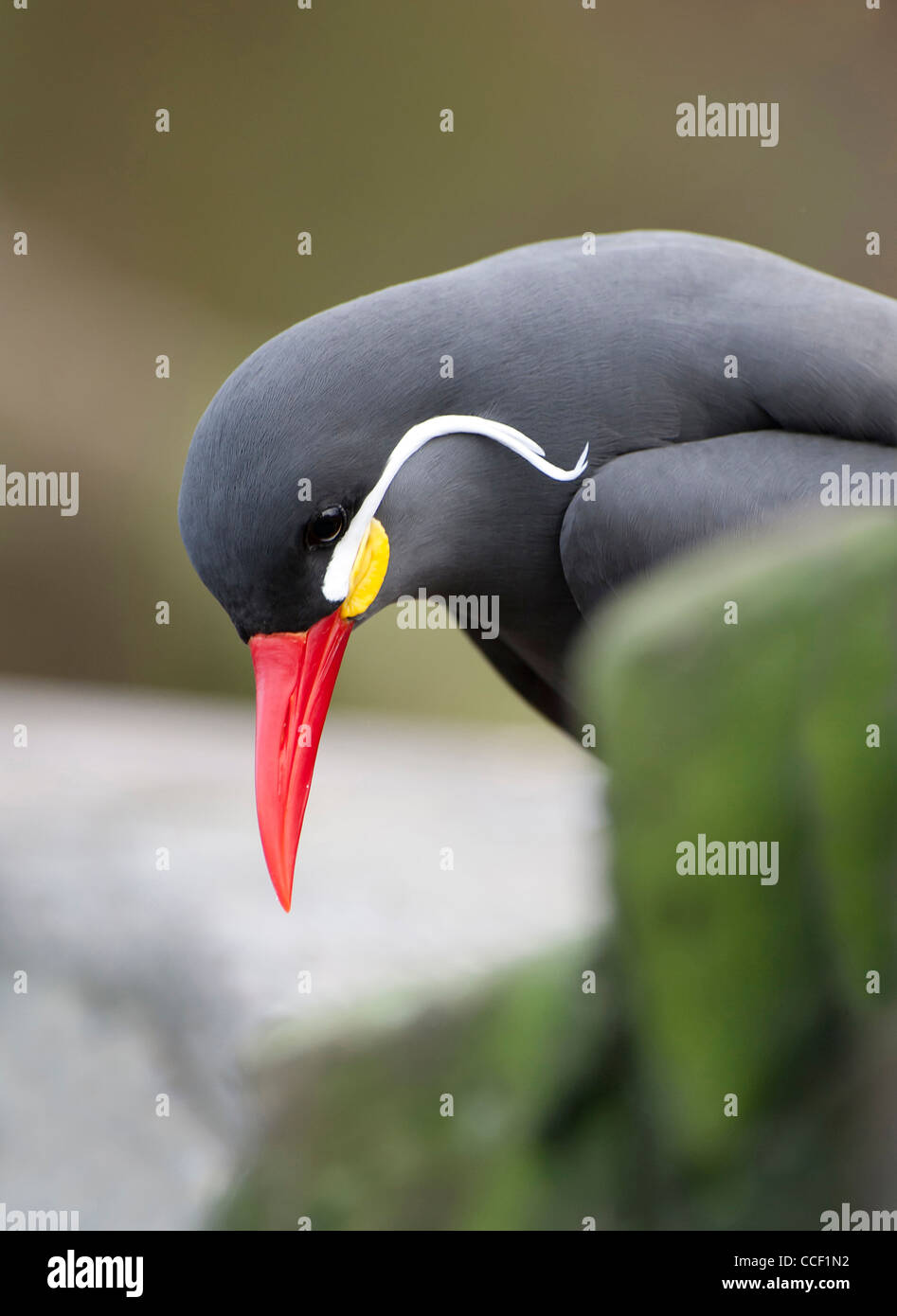 Close up of an Inca Tern Stock Photo - Alamy