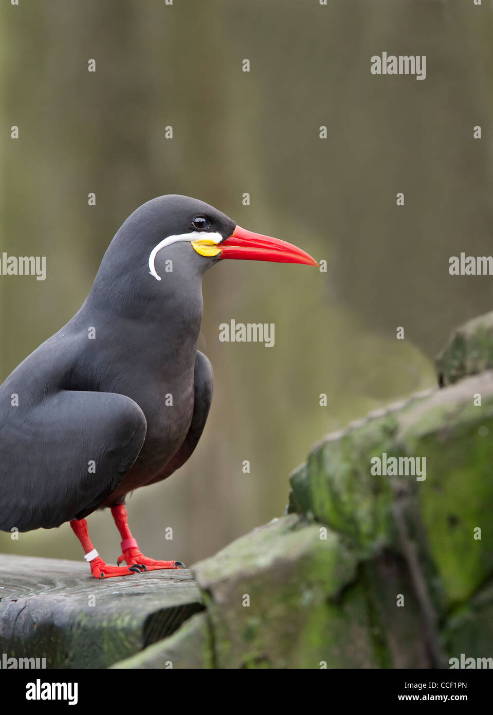 Close up of an Inca Tern Stock Photo - Alamy