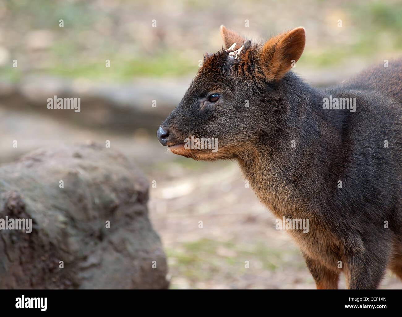Pudu deer hi-res stock photography and images - Alamy