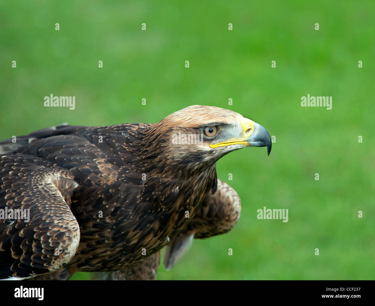 Golden steppe eagle hi-res stock photography and images - Alamy