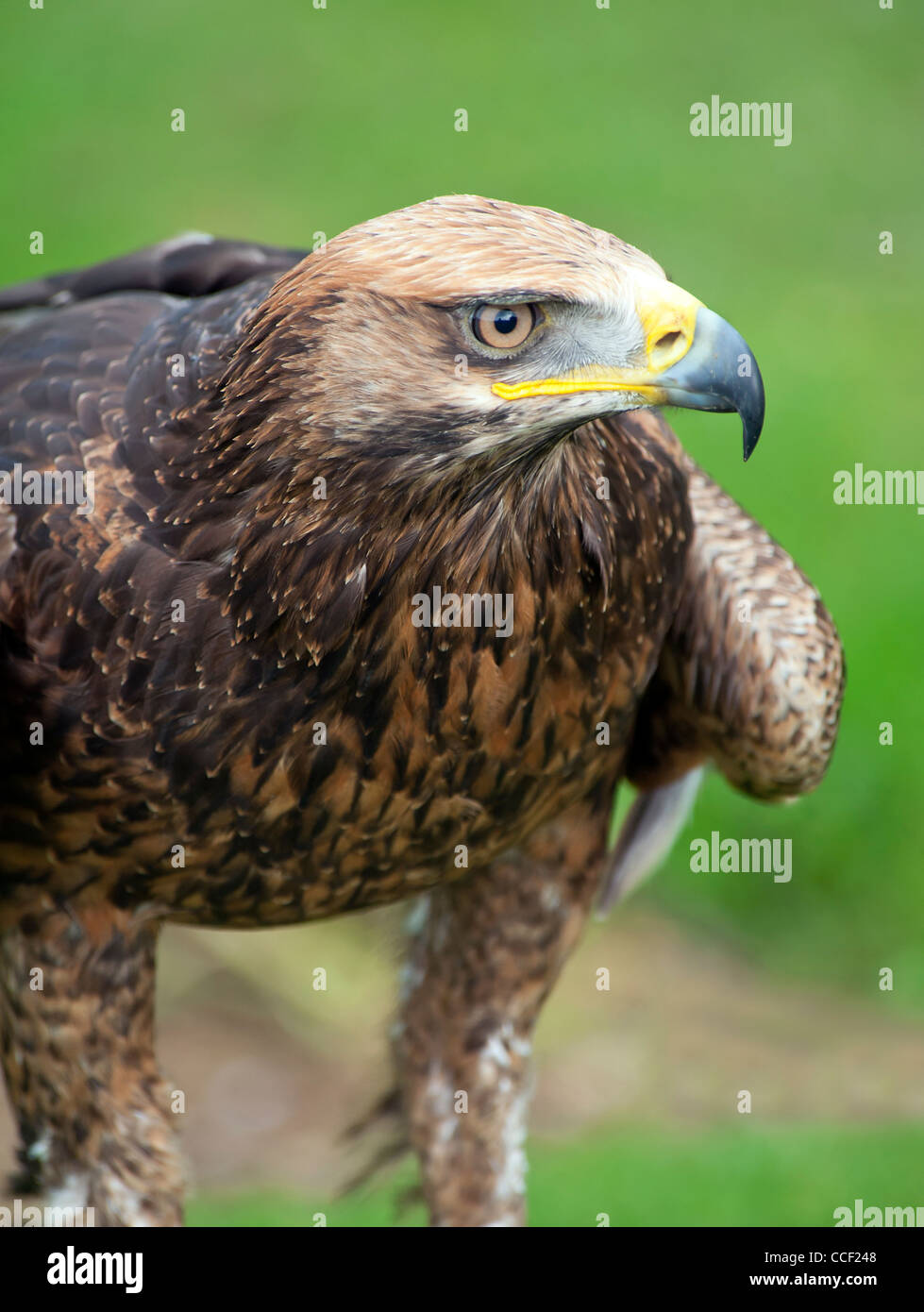 Close up of a Golden Eagle Stock Photo - Alamy