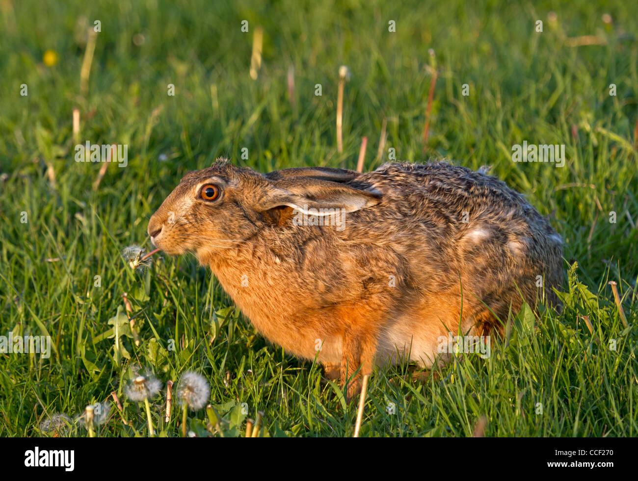 European Hare (Lepus europaeus Stock Photo - Alamy