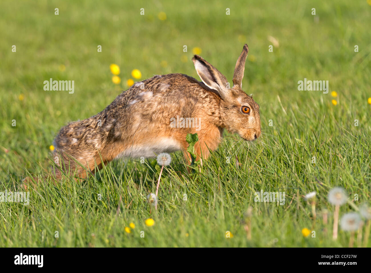 European hare jump hi-res stock photography and images - Alamy