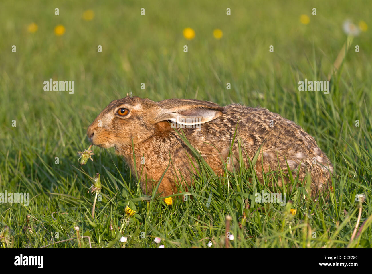 European Hare (Lepus europaeus Stock Photo - Alamy
