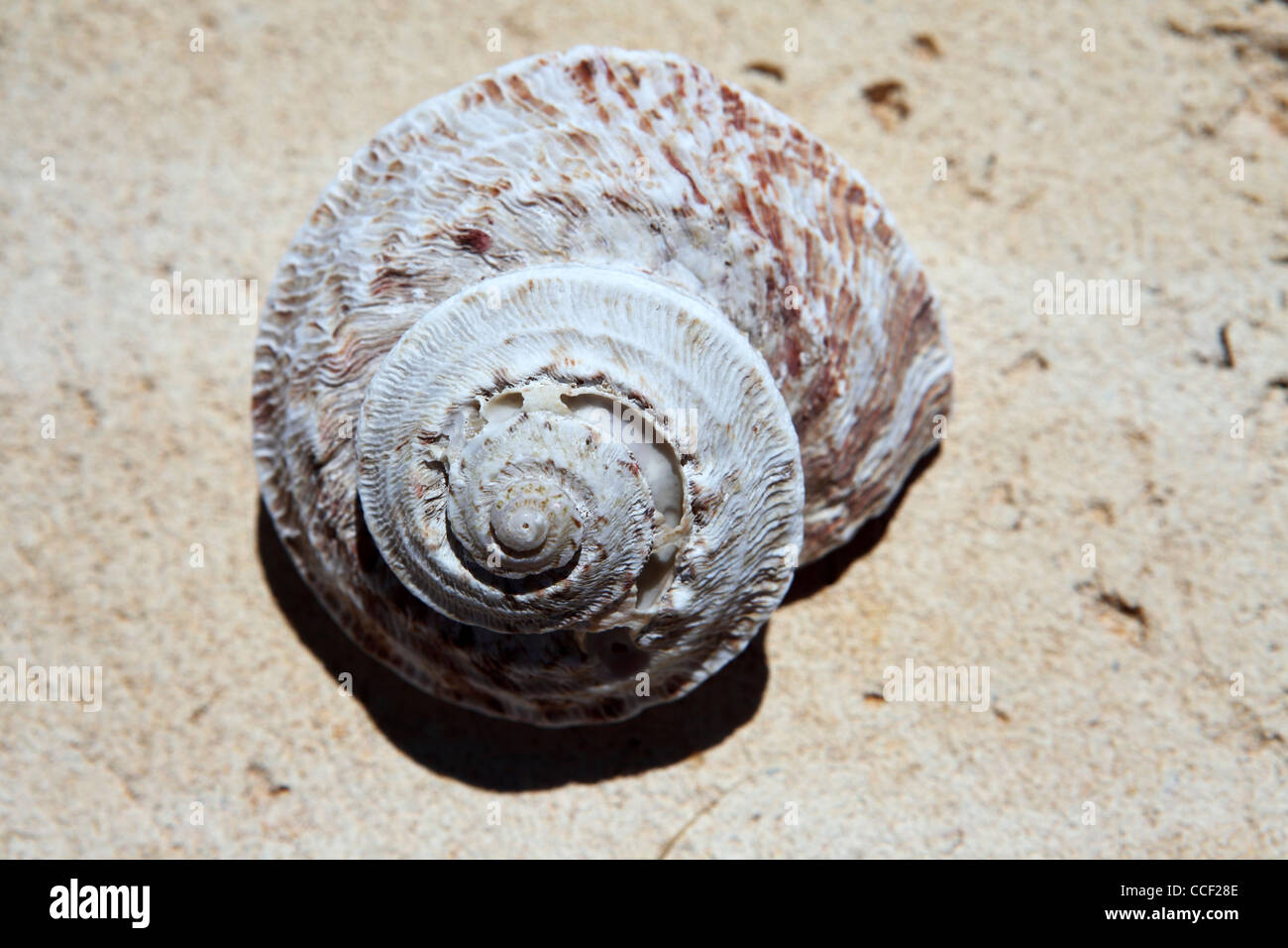 Shell bay in western australia hi-res stock photography and images - Alamy
