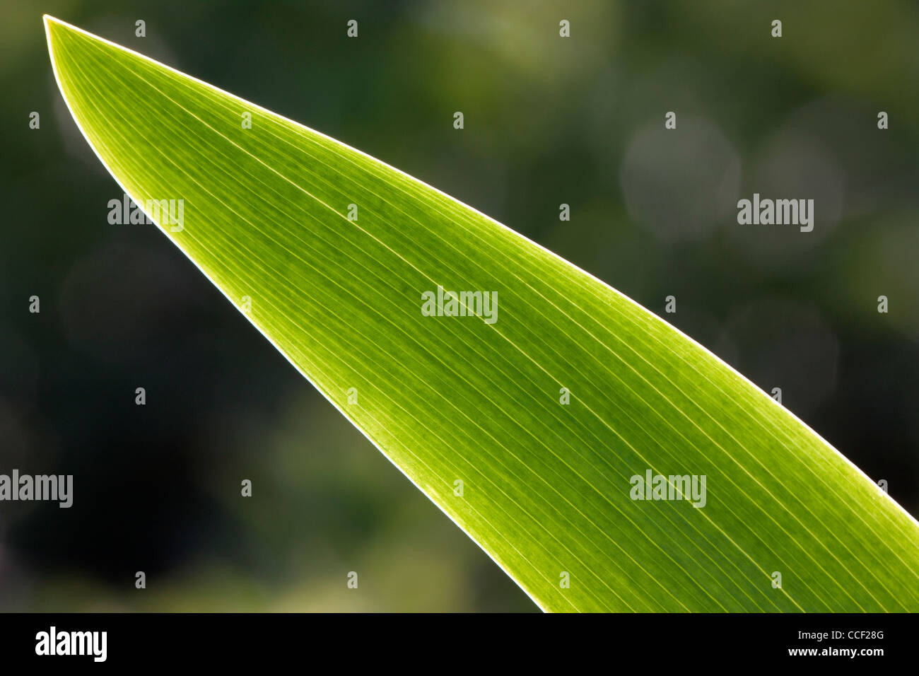 Sharp angular leaf hi-res stock photography and images - Alamy