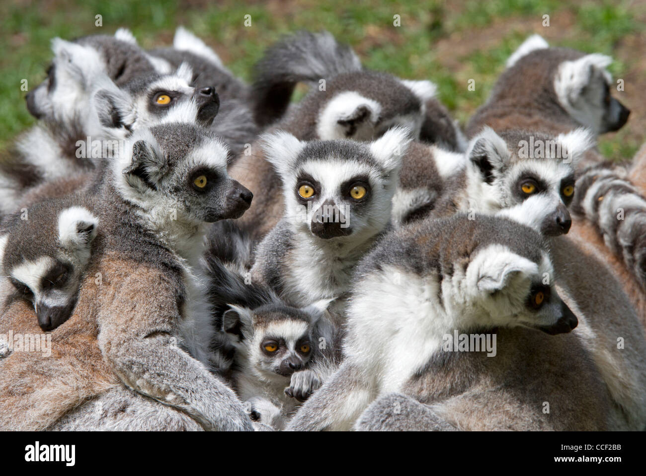 Ring-tailed lemurs (Lemur catta Stock Photo - Alamy