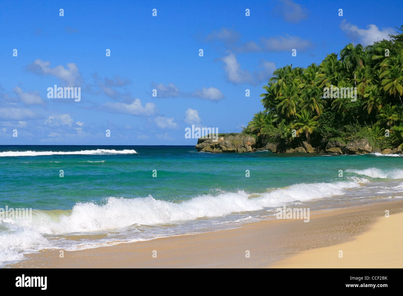 Palm jungle on beach Stock Photo - Alamy
