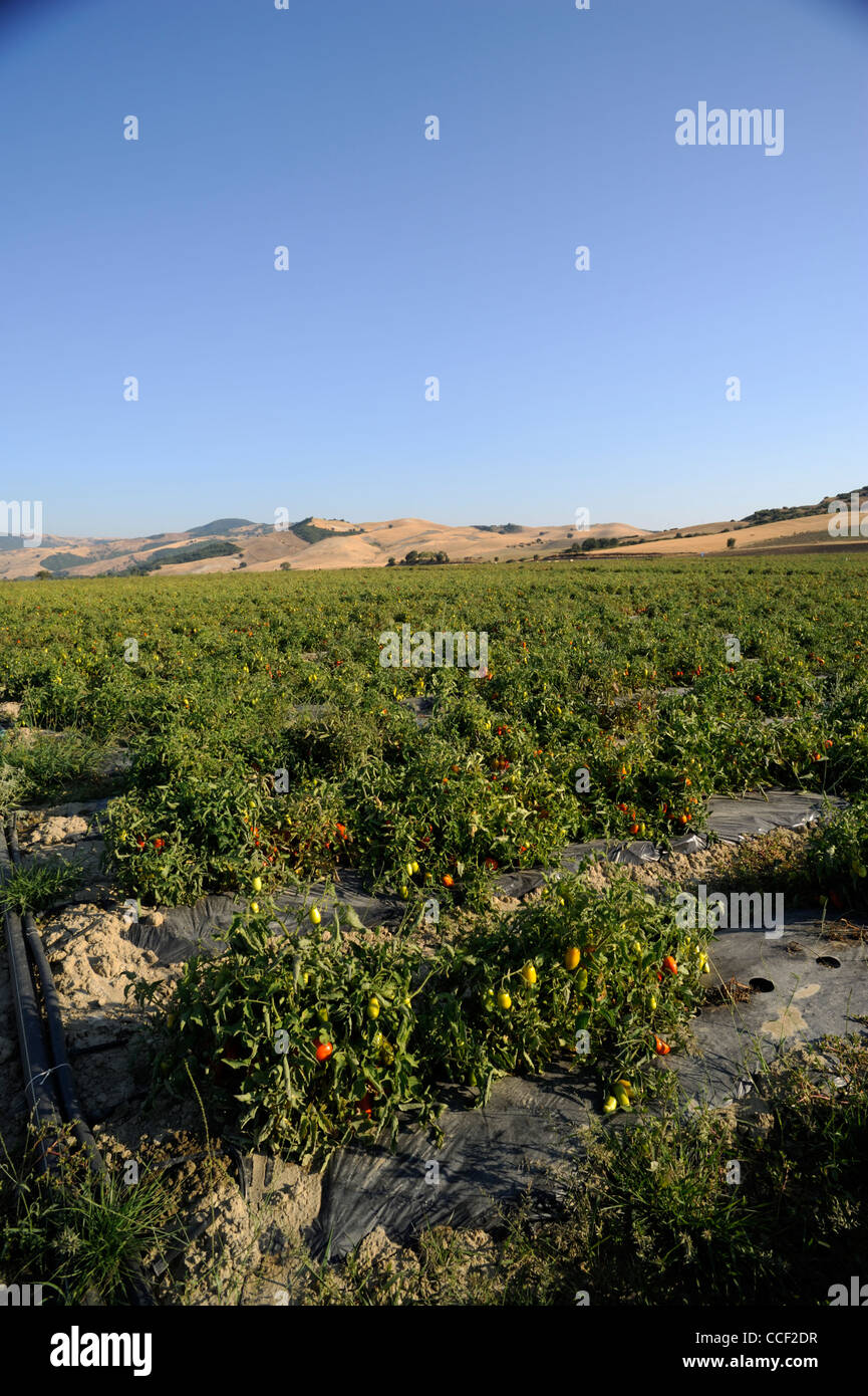 Italy tomato fields hi-res stock photography and images - Alamy