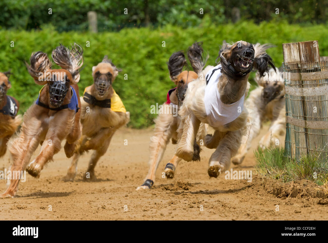 Dog racing Stock Photo - Alamy