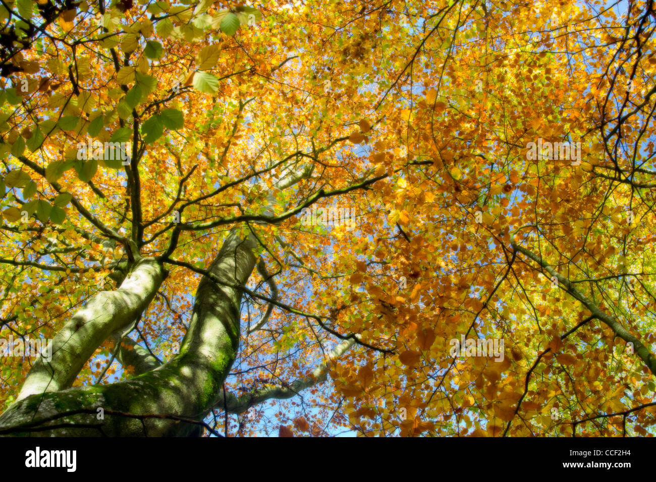 Stunning yellow trees hi-res stock photography and images - Alamy