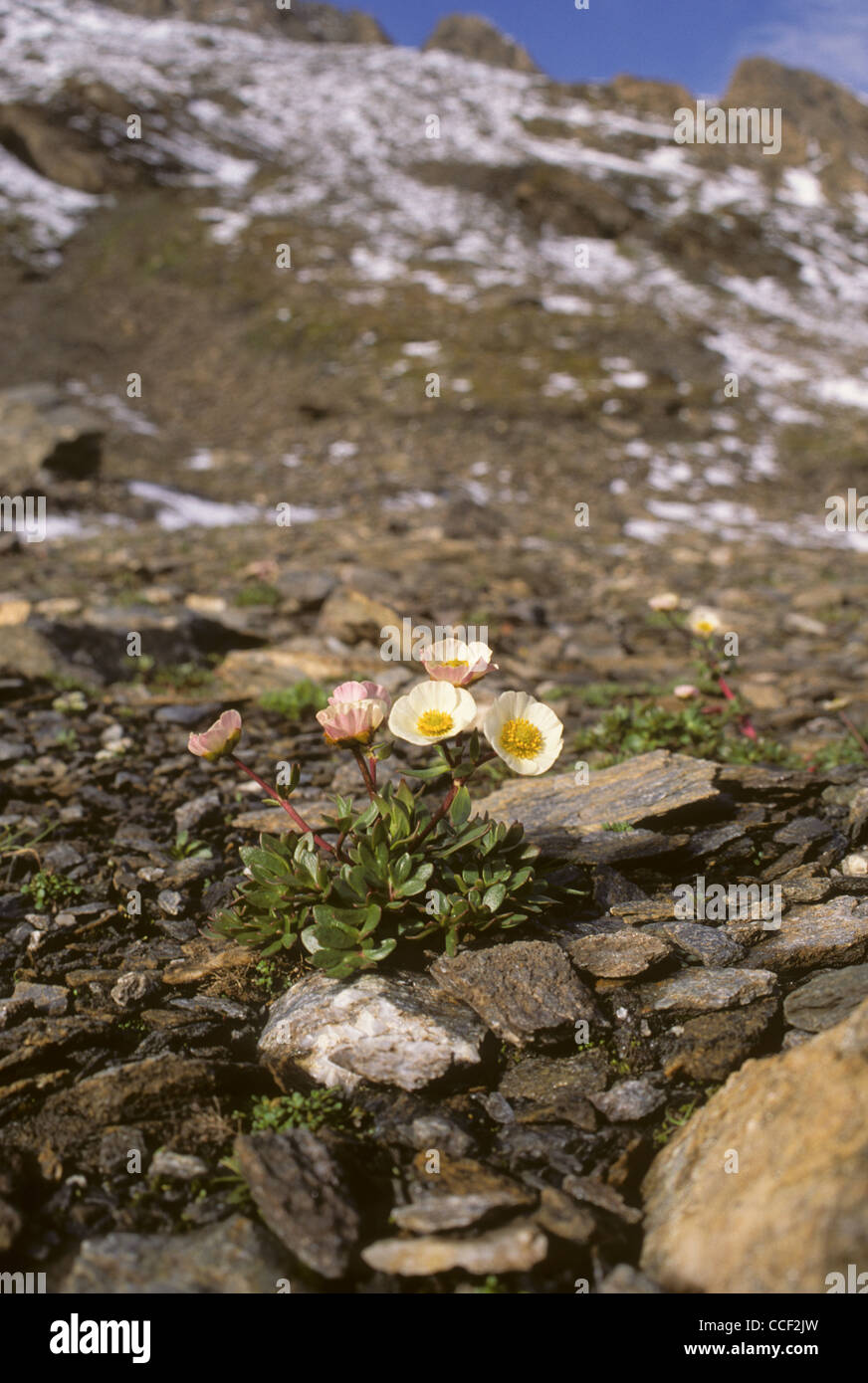 Buttercup glacier hi-res stock photography and images - Alamy