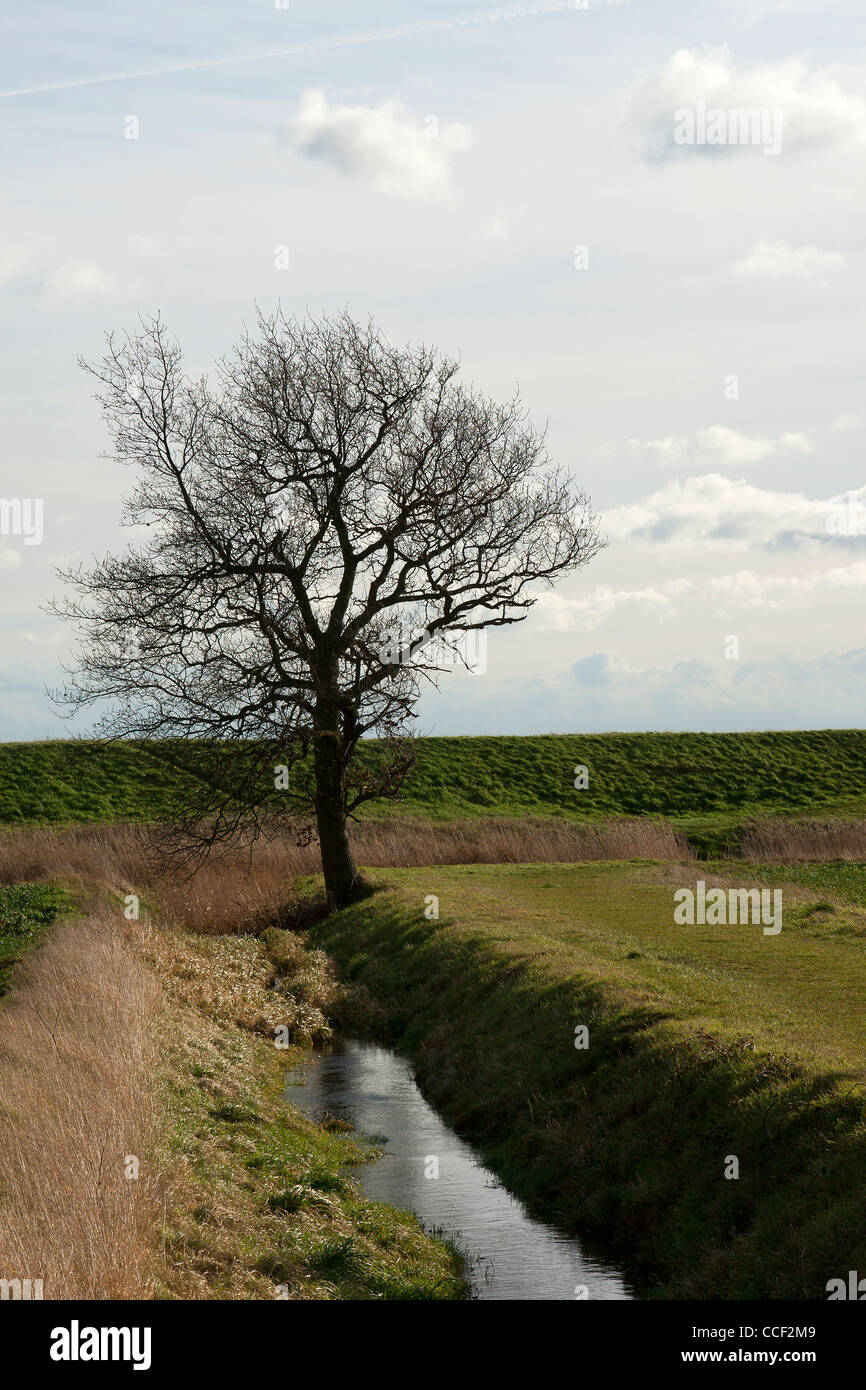 A tree in winter by a stream Stock Photo - Alamy