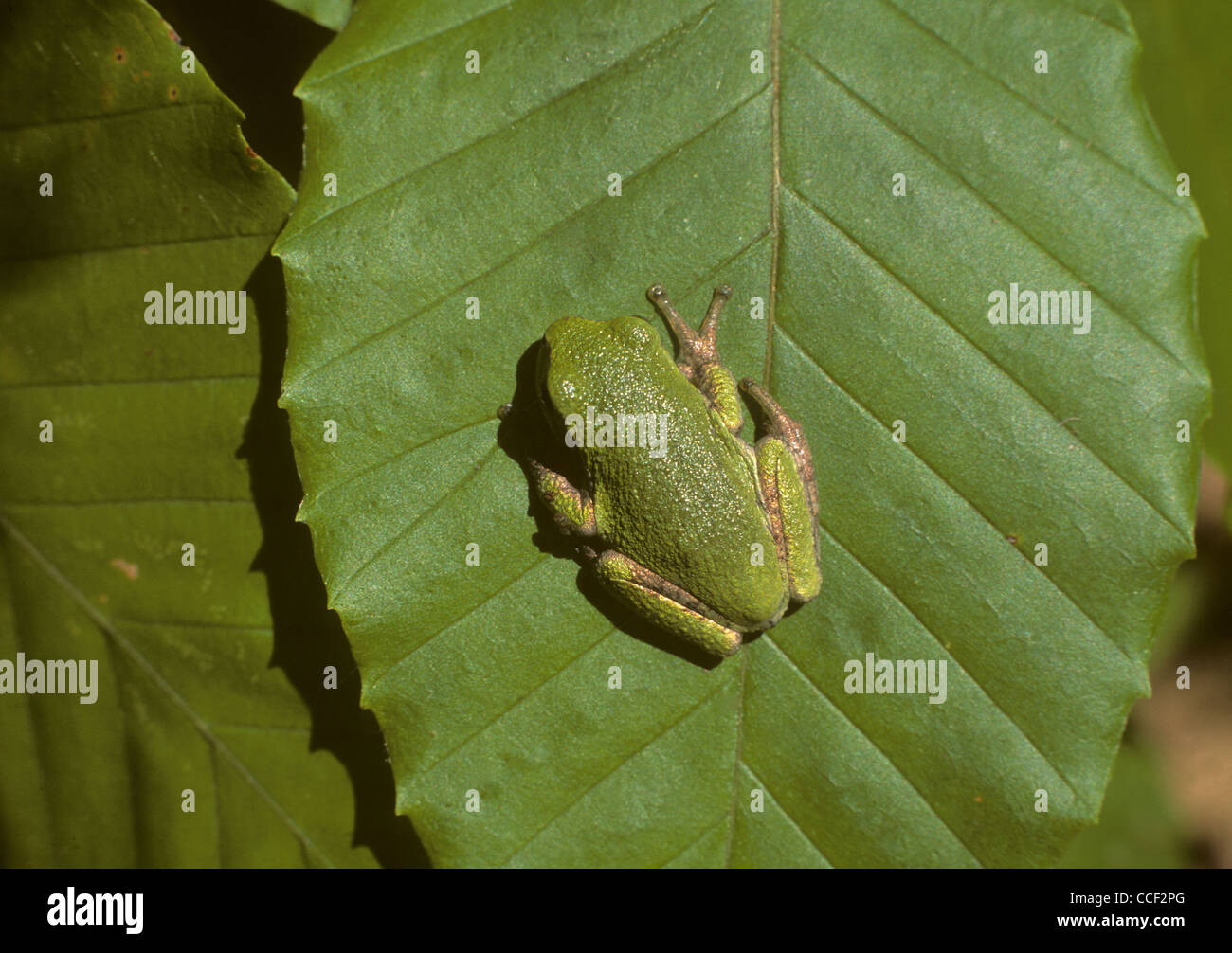 Gray Tree Frog (green form) on leaf . Canada Stock Photo - Alamy