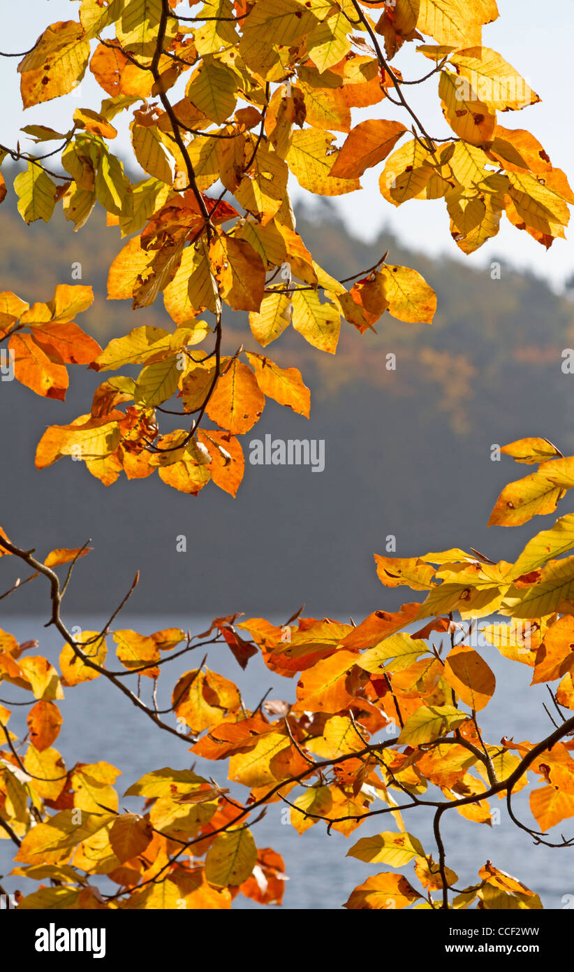 Leave nature botanical foliage hi-res stock photography and images - Alamy