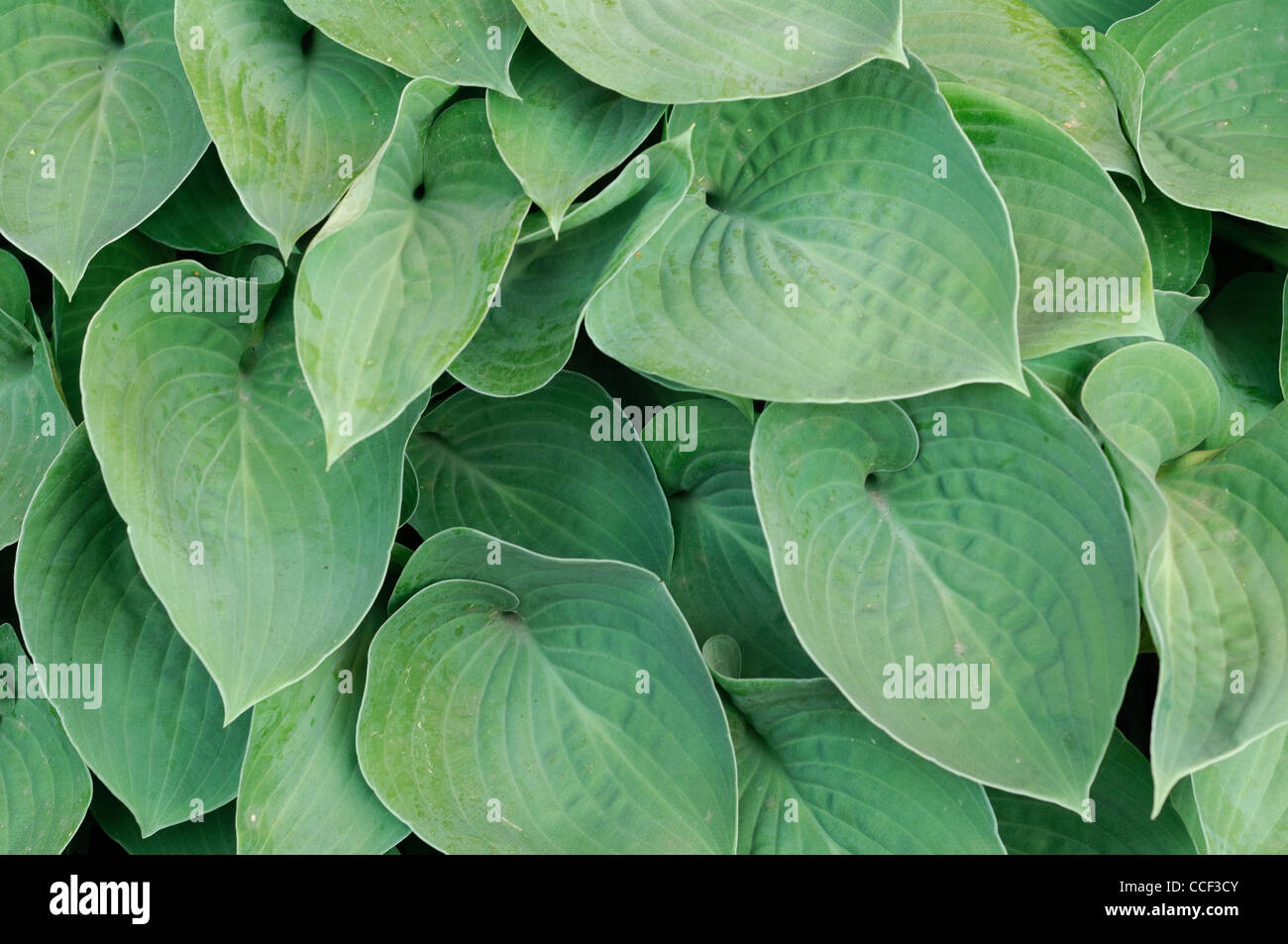 Hosta Green Leaves Stock Photo - Alamy