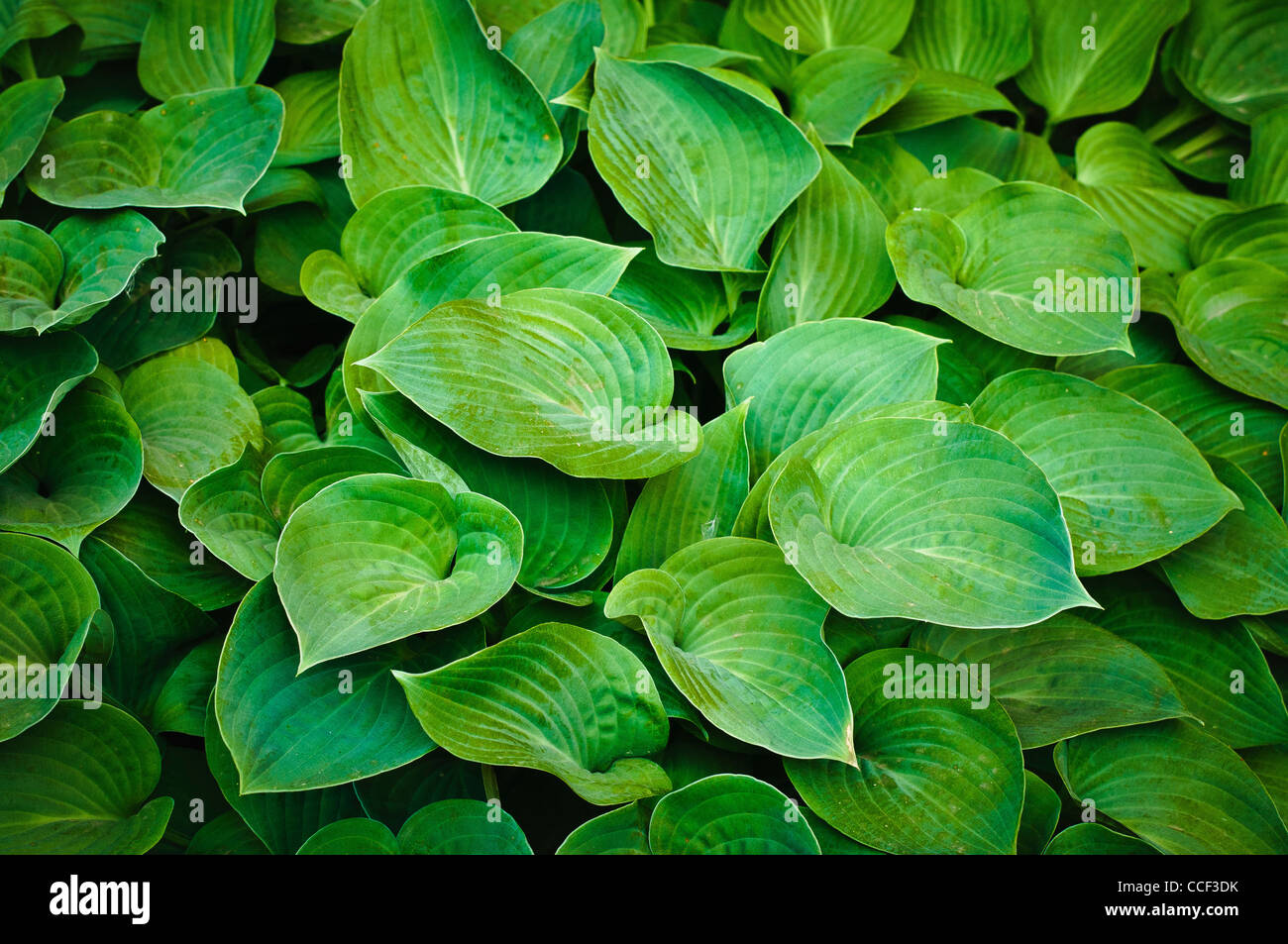 Hosta Green Leaves Stock Photo - Alamy