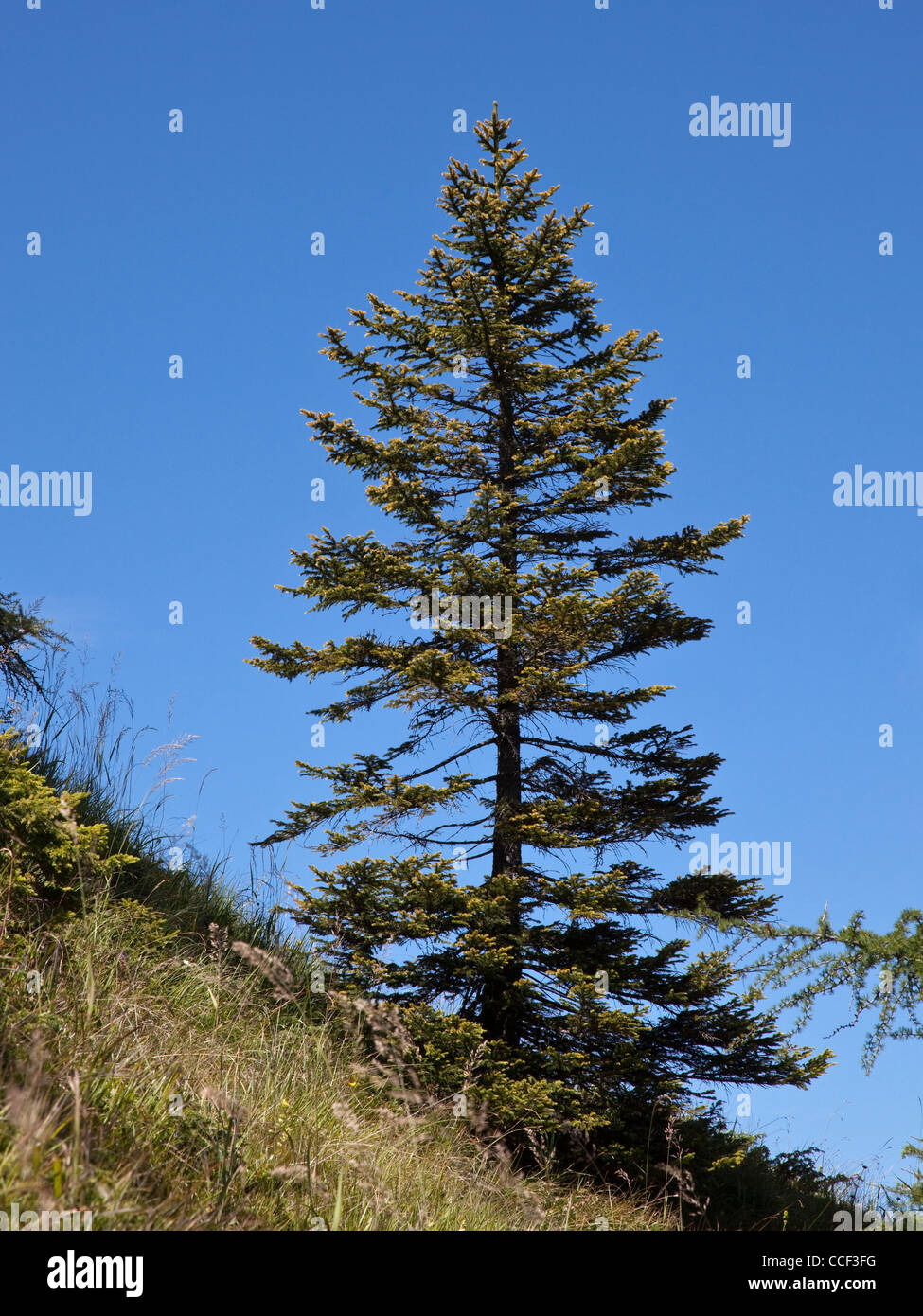 Pine tree on hillside in the Italian Dolomite Alps Stock Photo - Alamy
