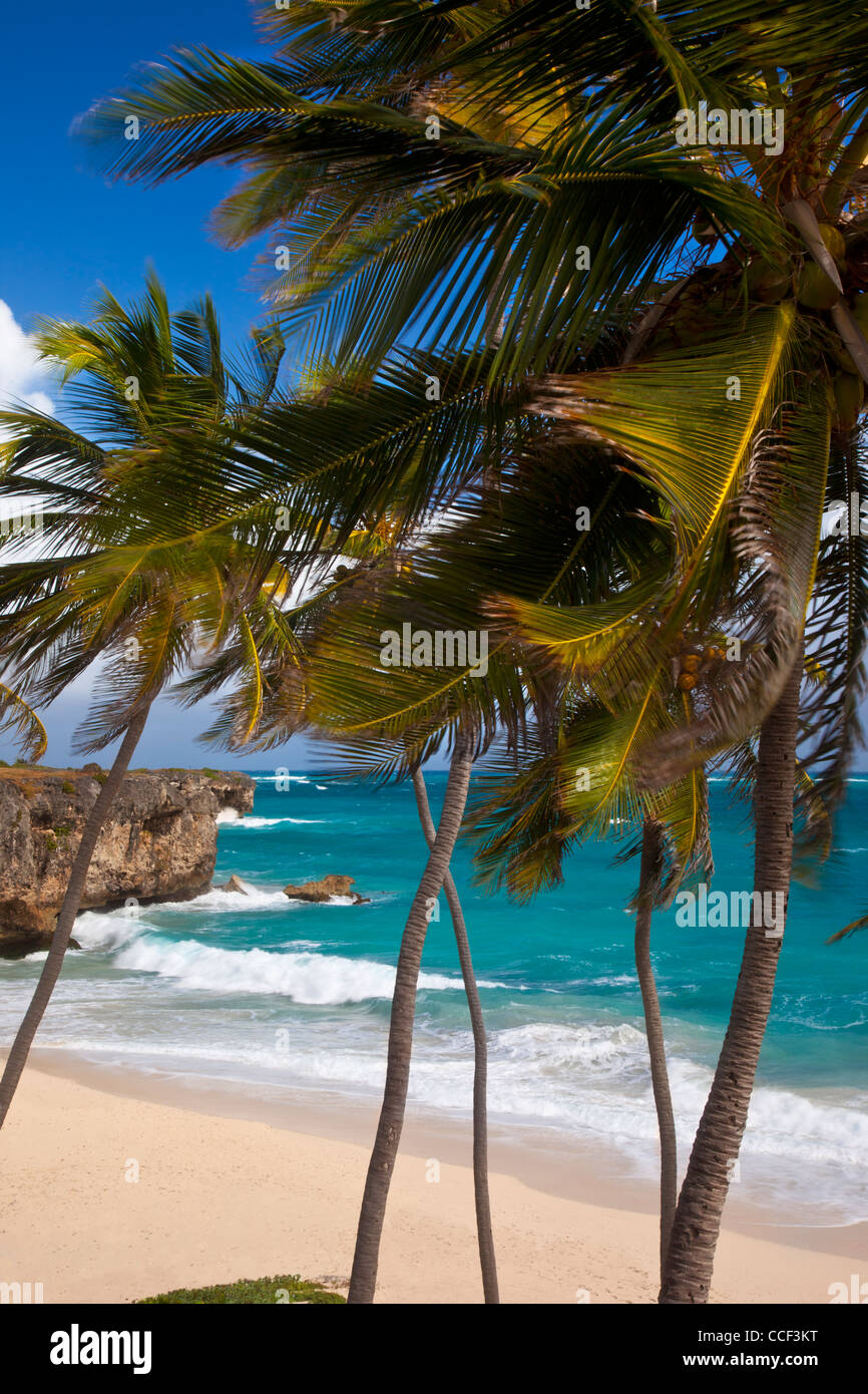 Palm trees at Bottom Bay on the southeast coast of Barbados, West ...
