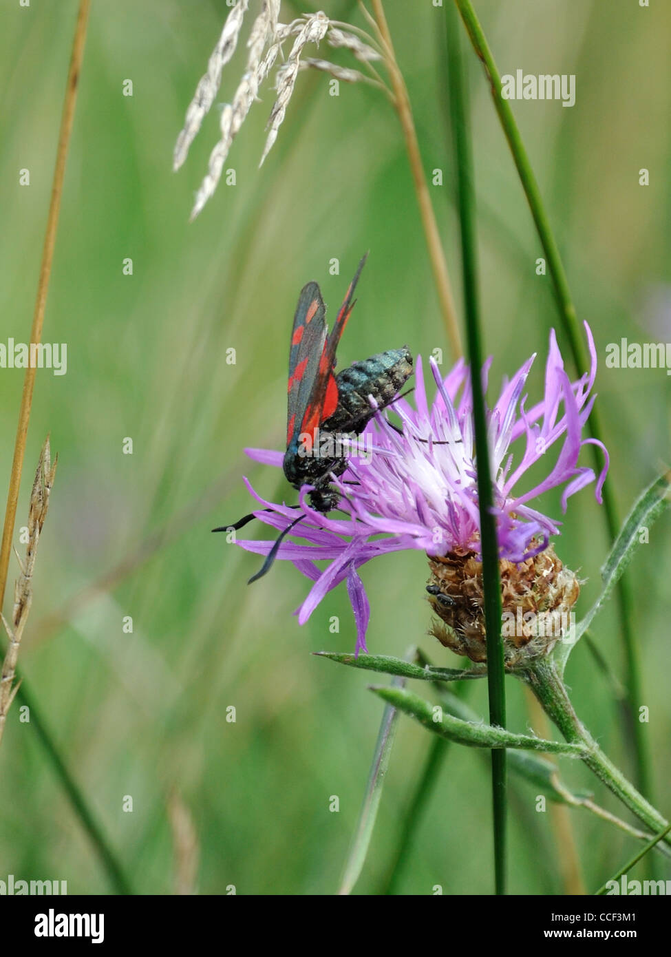 Butterfly abdomen hi-res stock photography and images - Alamy